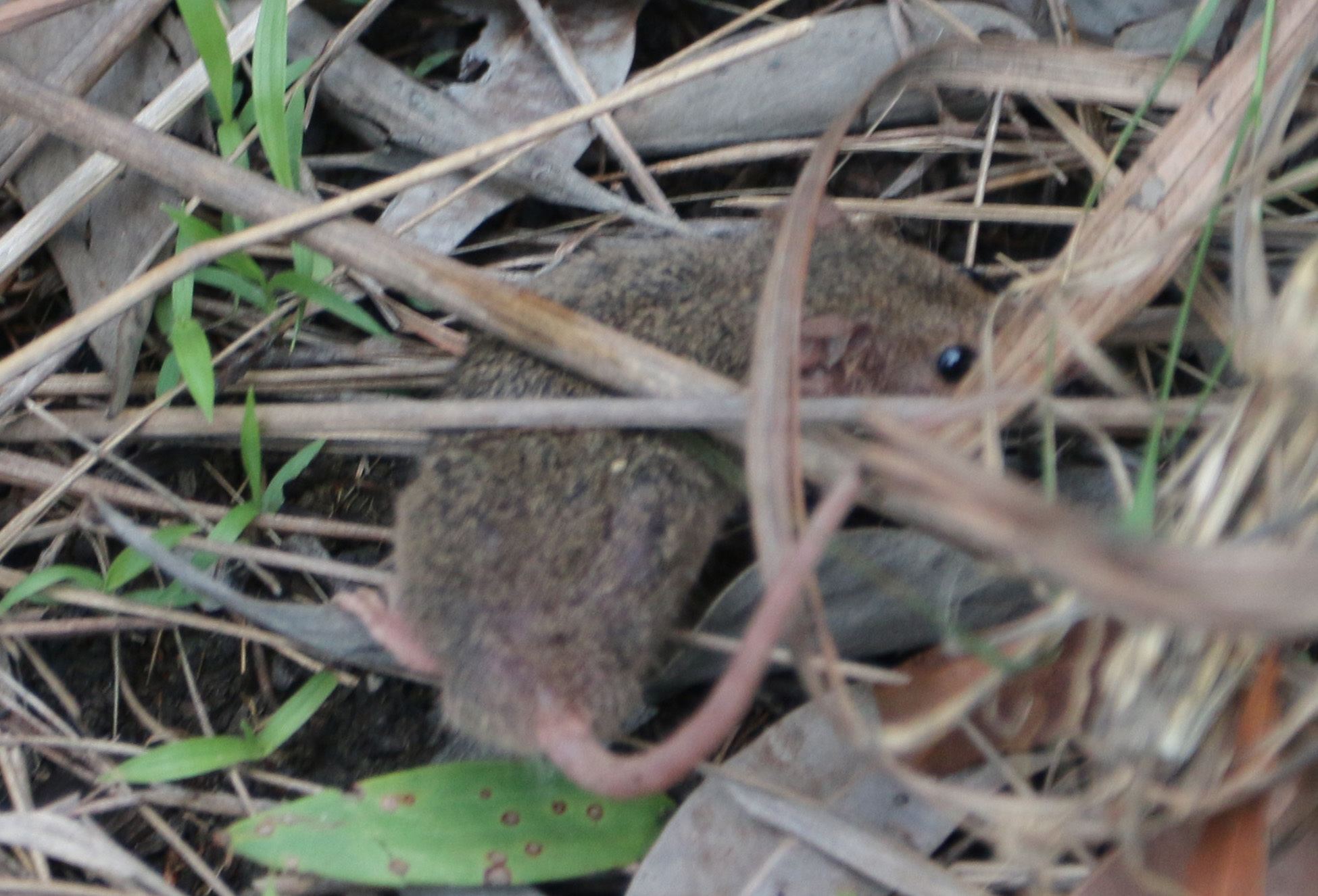 Planigale maculata (Gould, 1851)