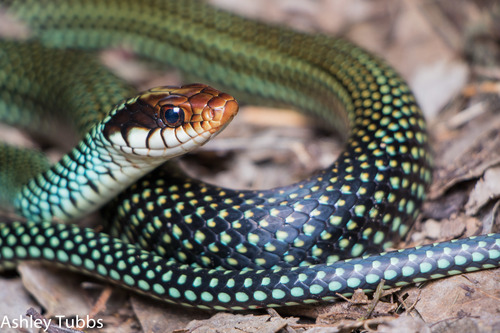 Speckled Racer (Reptiles of Costa Rica's Southern Caribbean Lowlands ...