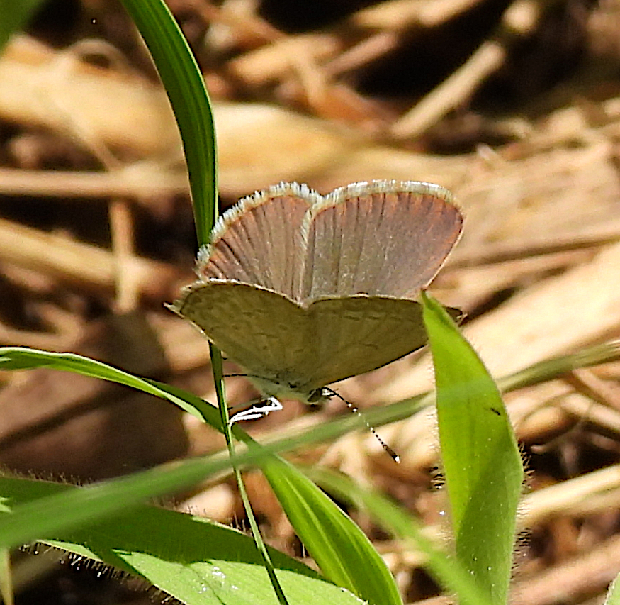 Lesser Grass Blue from Gold Scrub Lane, Samsonvale QLD 4520, Australia ...