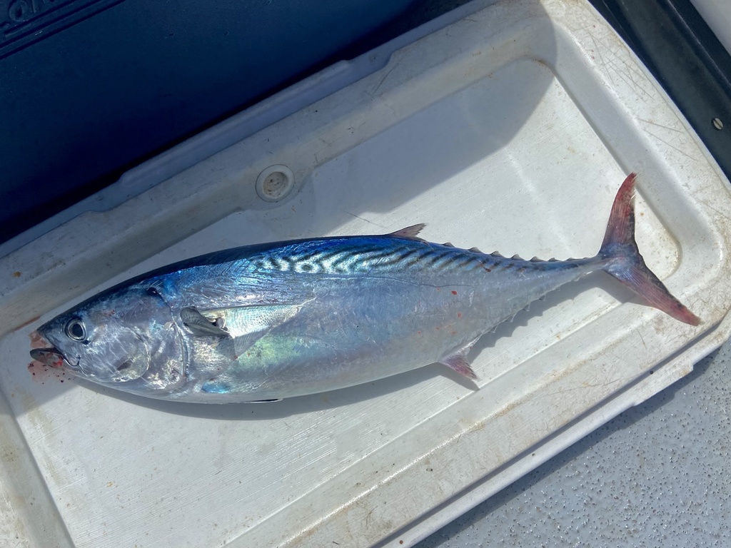 Mackerel Tuna from Indian Ocean, MZ on March 30, 2023 at 11:17 AM by ...
