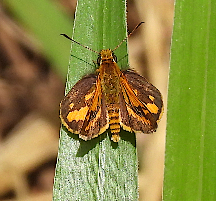 Wide-brand Grass-dart from Gold Scrub Lane, Samsonvale QLD 4520 ...