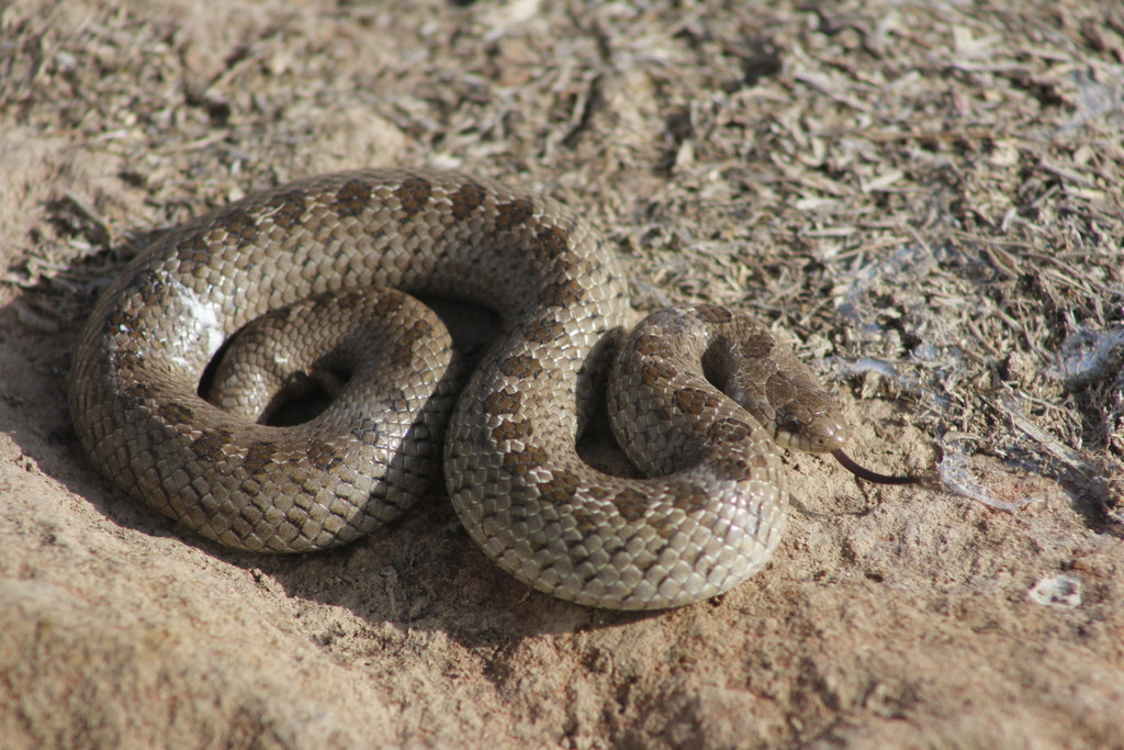 Largenose Earth Snake (Conopsis nasus) - Snakes and Lizards