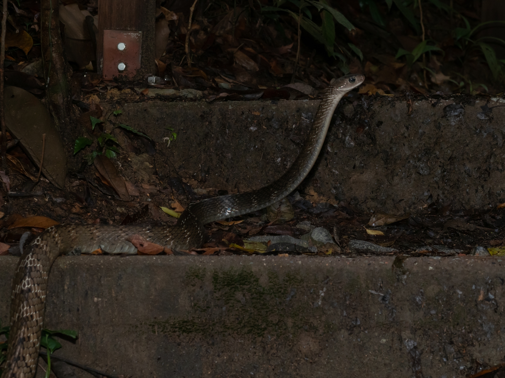 Ptyas carinata (Günther, 1858)