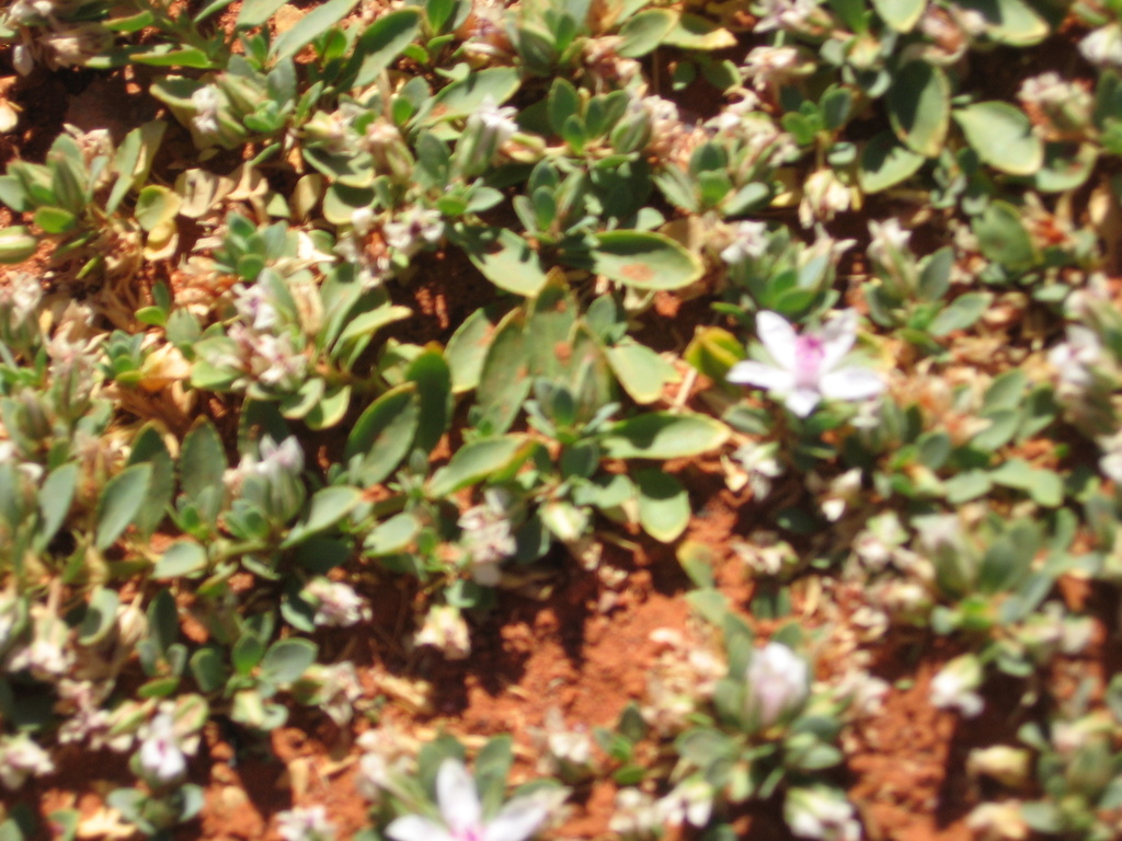 Bergia henshallii from Davenport NT 0872, Australia on May 23, 2005 at ...