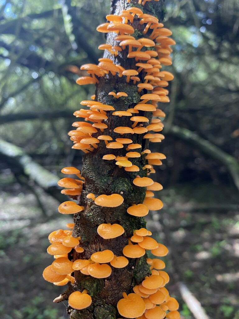 orange pore fungus from Victoria Rd, Yering VIC 3770, Australia on ...