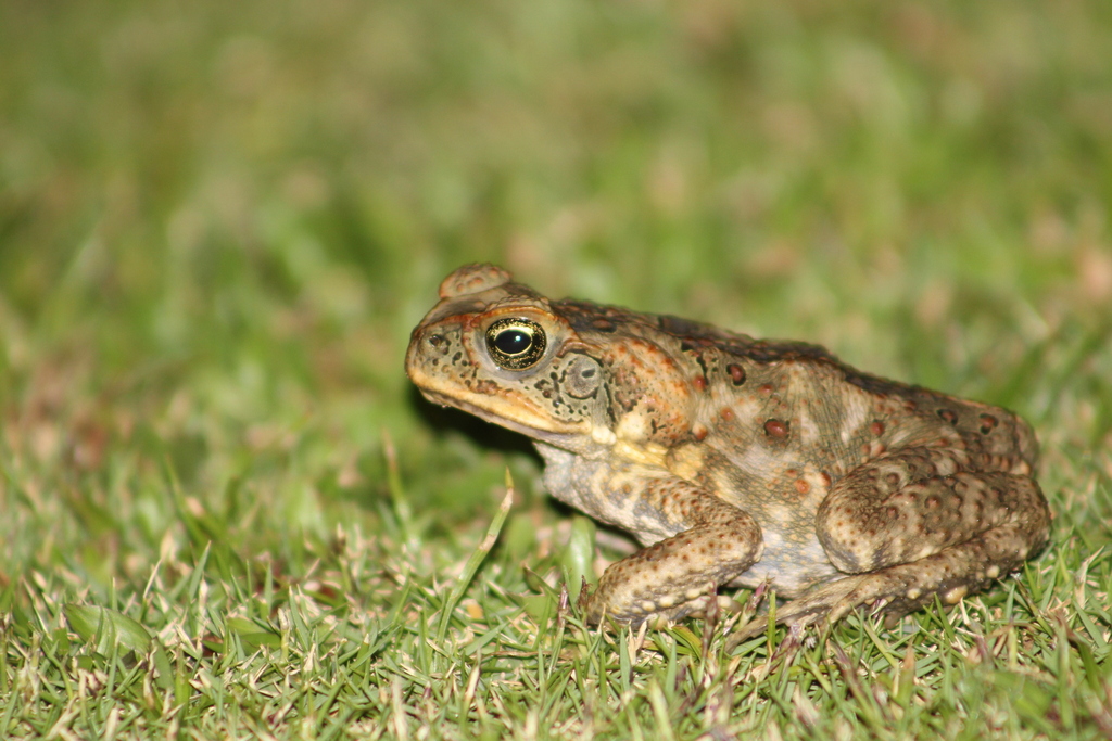 Cane Toad from Kauai County, HI, USA on March 26, 2023 at 09:20 PM by ...