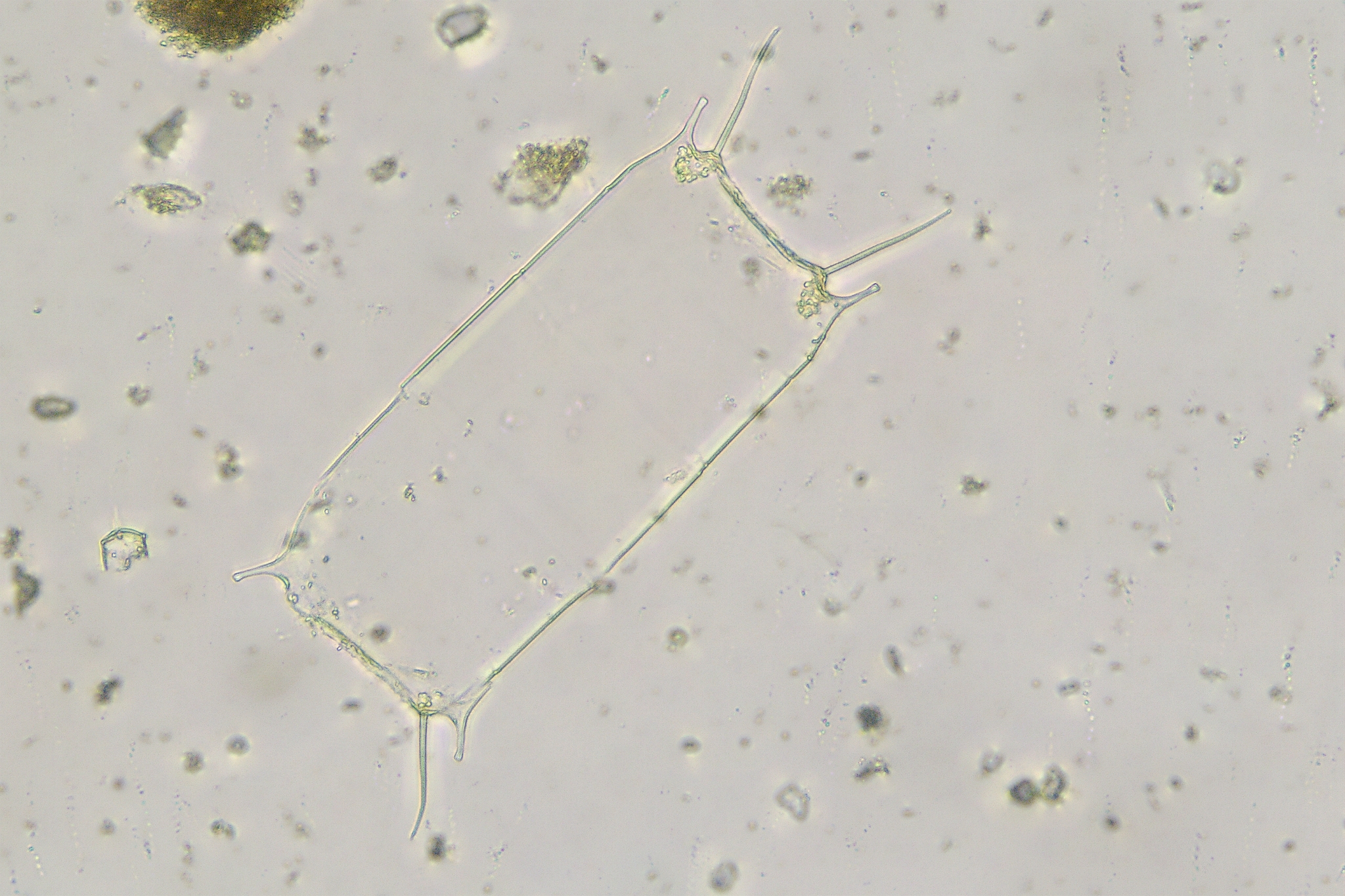 Biddulphia S.F.Gray, 1821