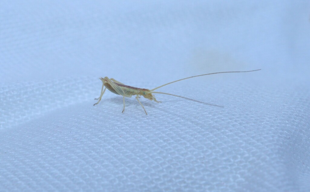 Common Tree Crickets from Fowlers Gap NSW 2880, Australia on March 24 ...