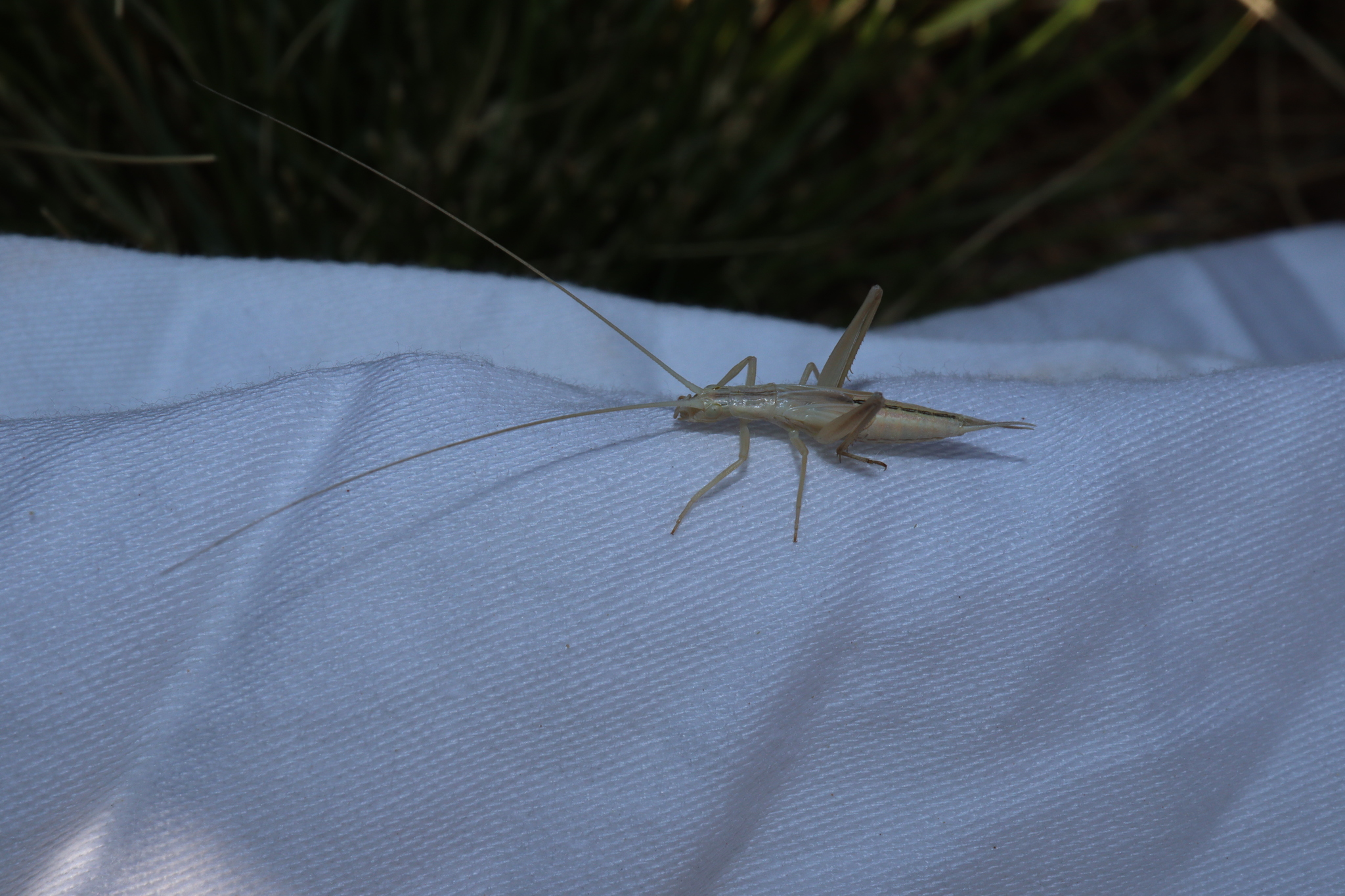 Oecanthus rufescens Serville, 1838