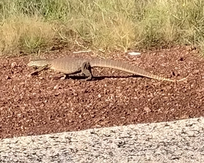 Eastern Argus Monitor from Arnold NT 0852, Australia on March 30, 2023 ...