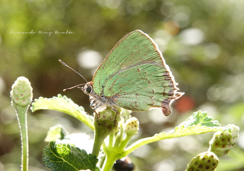 Mountain Greenstreak from Paseos de Taxqueña, Ciudad de México, CDMX ...