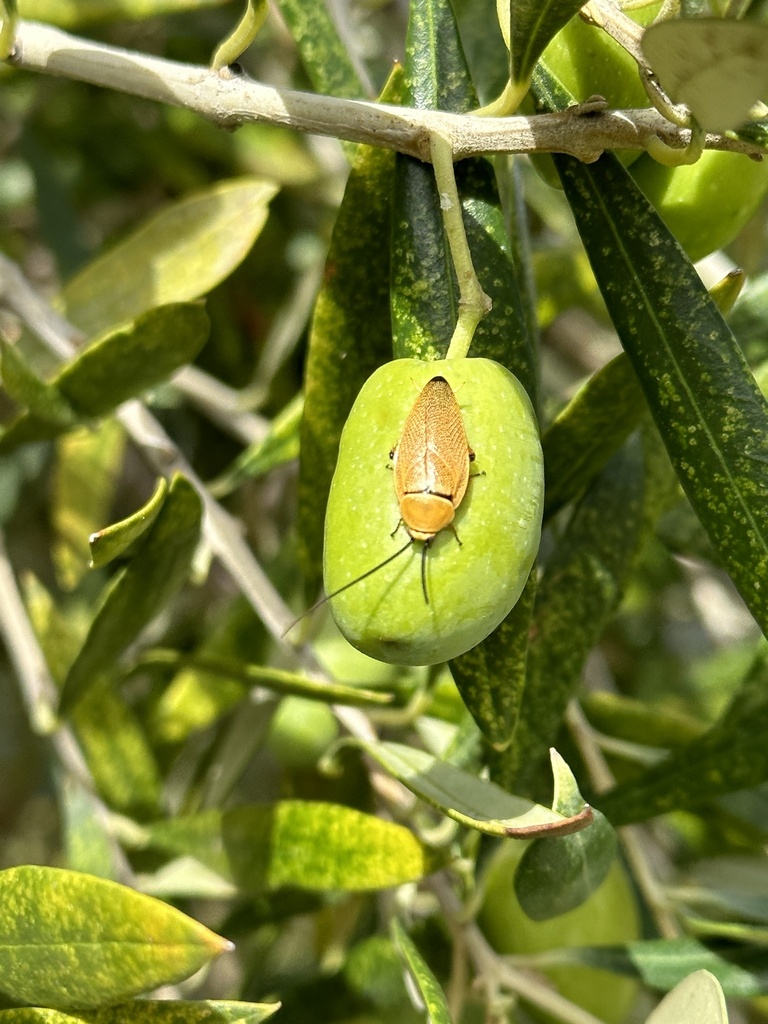 bush cockroach from Langley Park, East Perth, WA, AU on March 31, 2023 ...