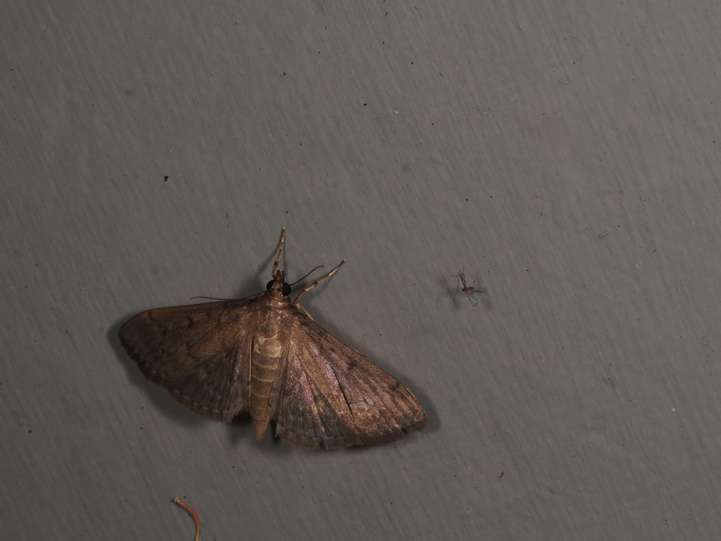Grass Webworm Moth from Wooli NSW 2462, Australia on March 29, 2023 at ...