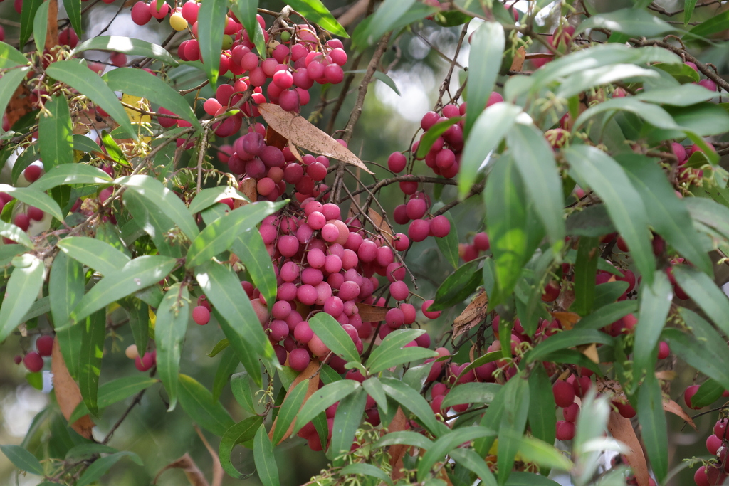 Privet Mock Olive from Brucknell VIC 3268, Australia on February 14 ...
