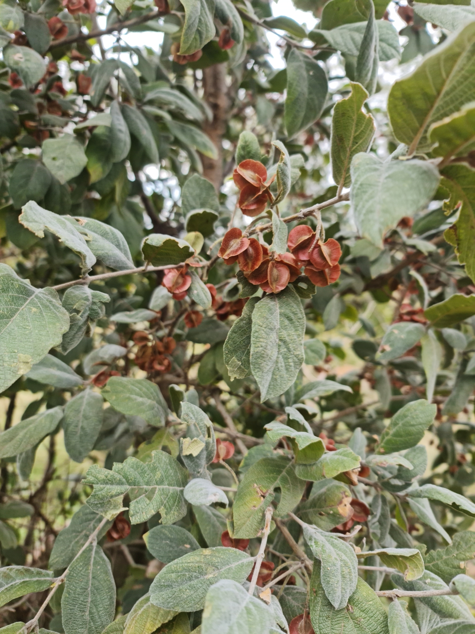 Combretum molle R.Br. ex G.Don