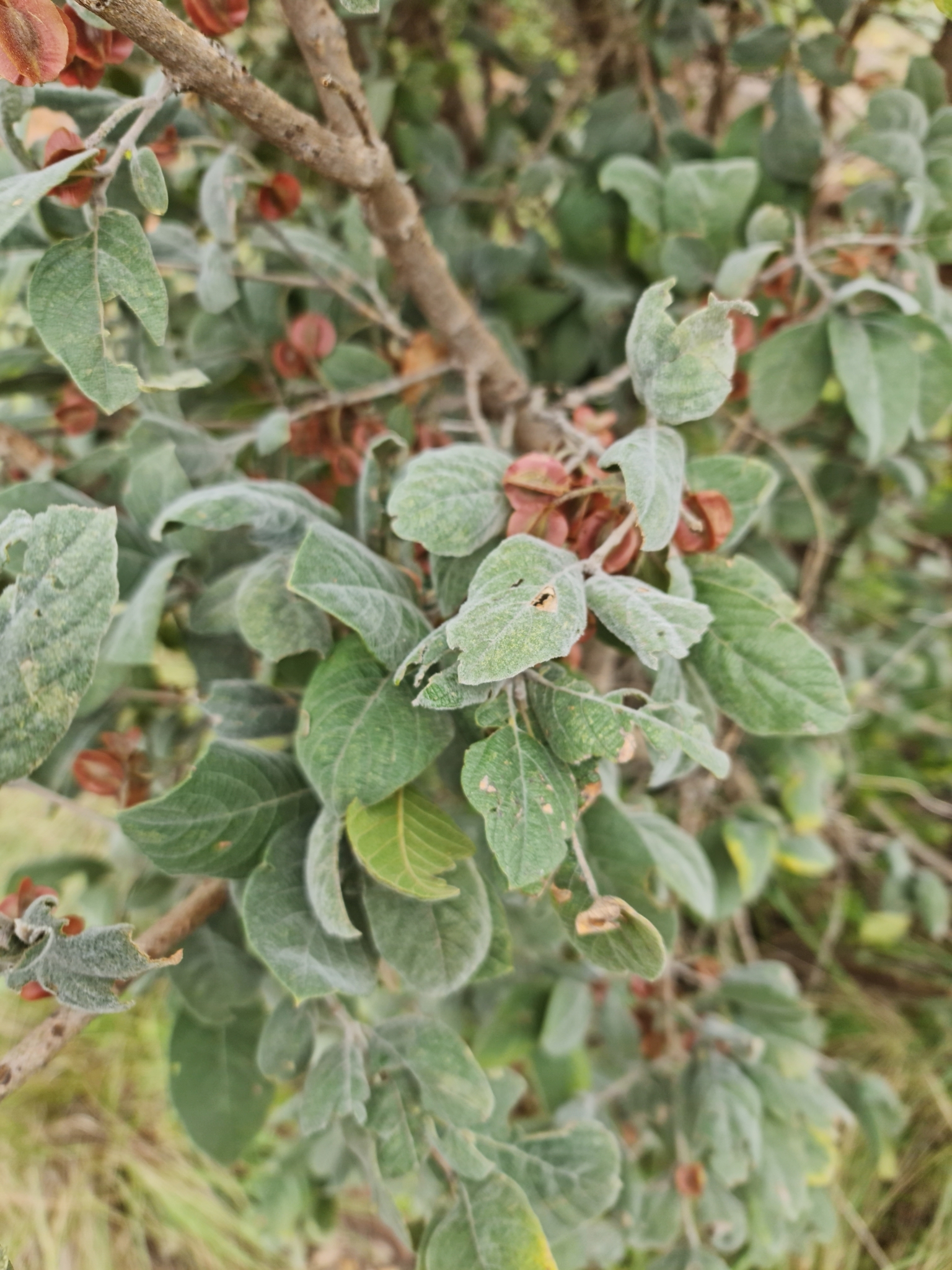 Combretum molle R.Br. ex G.Don