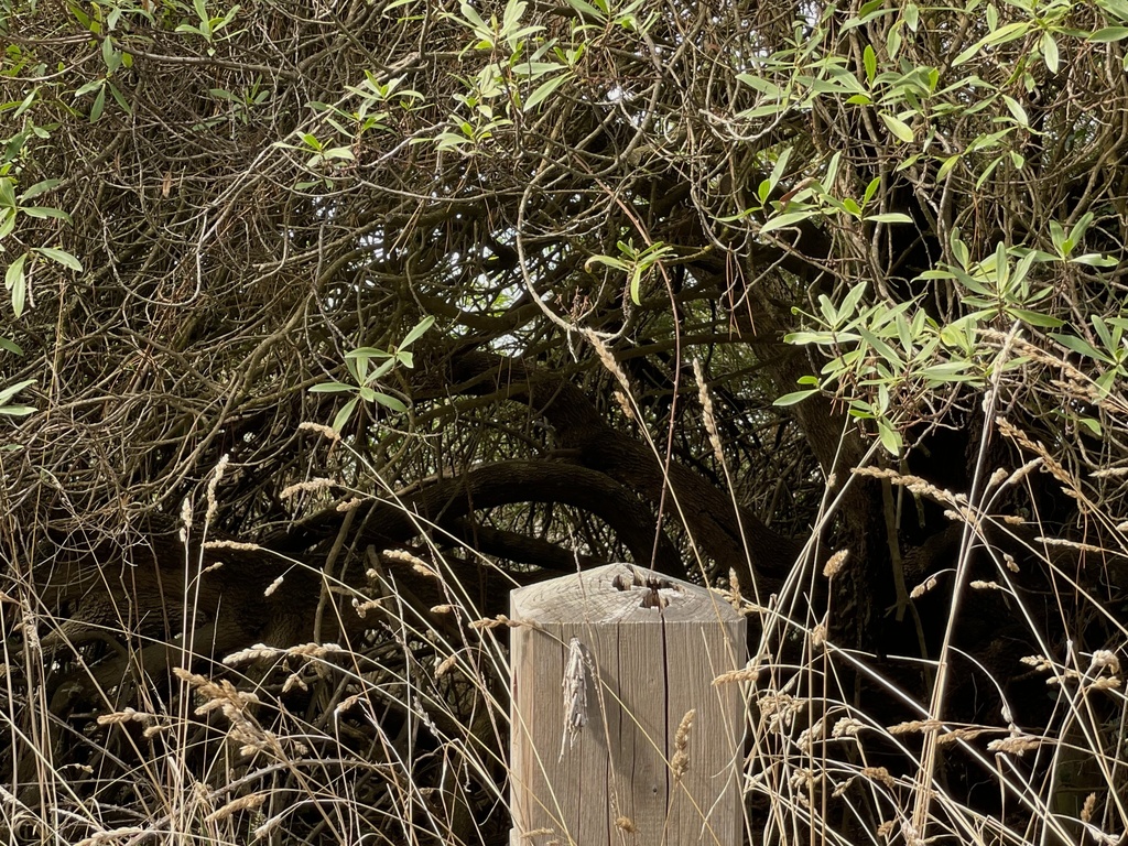 Saunder's Case Moth from Beach Rd, Shoreham, VIC, AU on March 31, 2023 ...