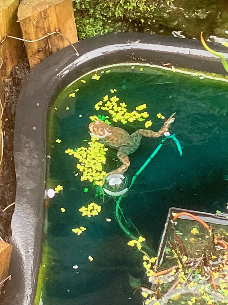 European Toad from Ashwood, Glossop, England, GB on March 31, 2023 at ...