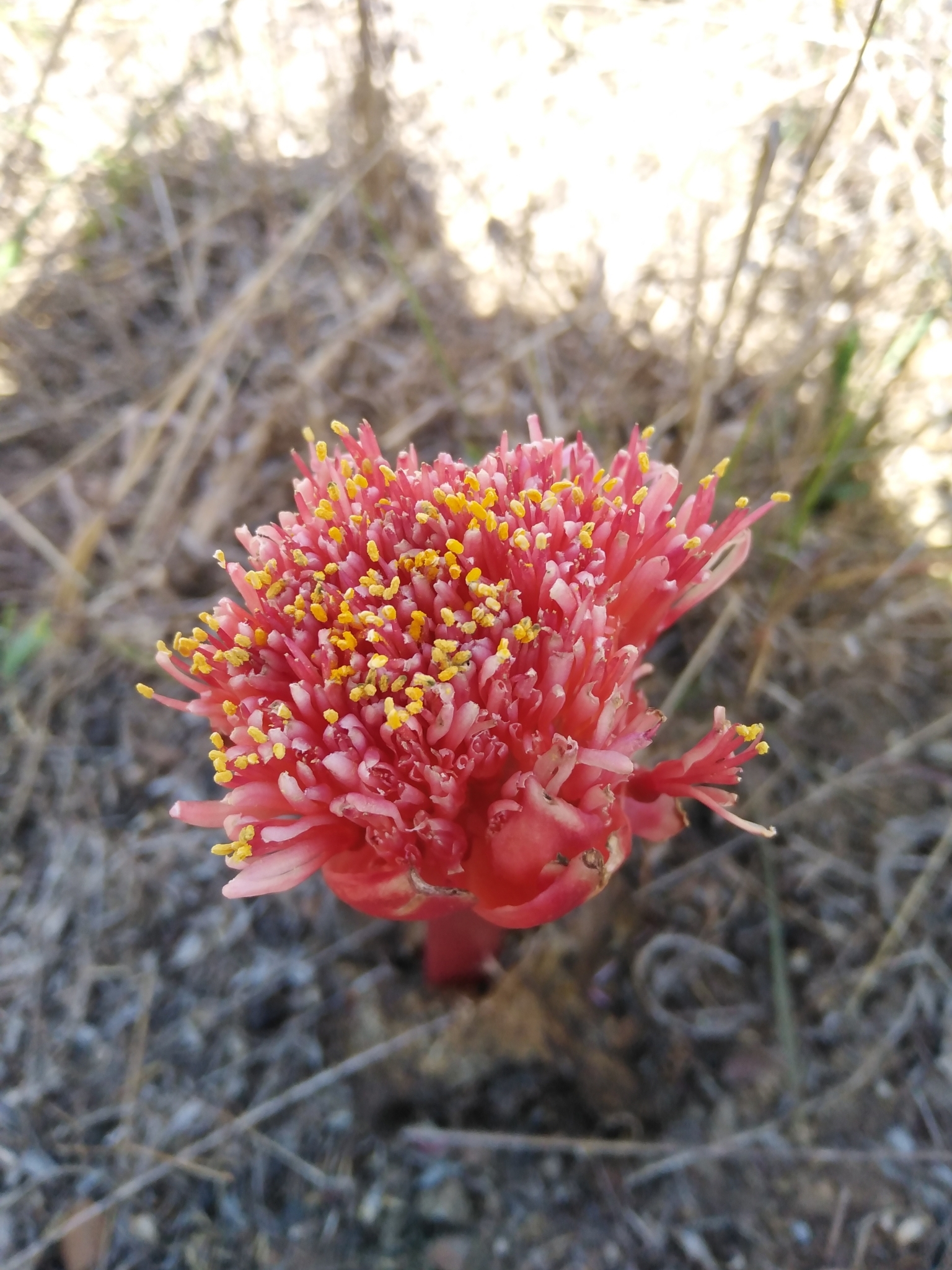 Haemanthus sanguineus Jacq.