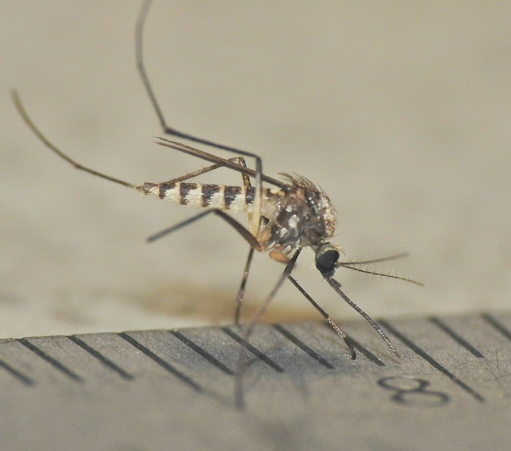 Aedes from Talegalla Weir QLD 4650, Australia on March 31, 2023 at 07: ...
