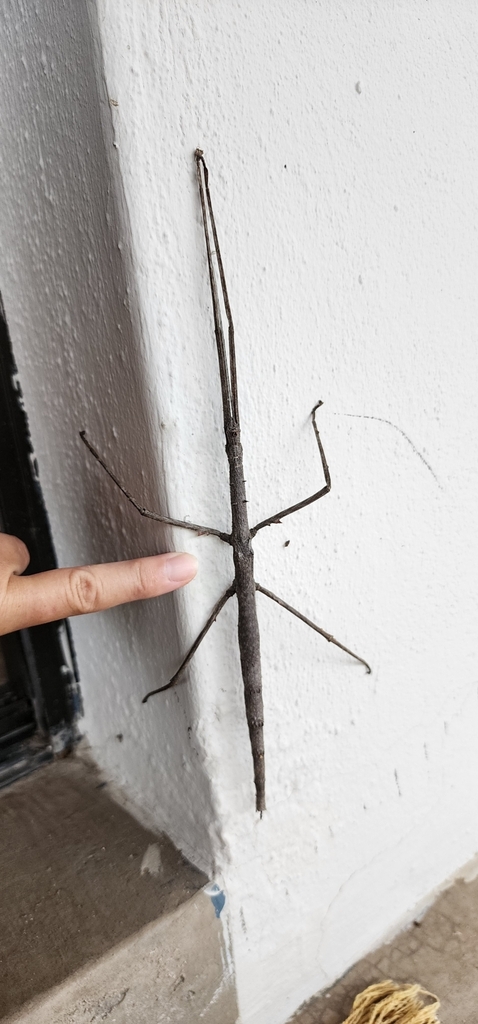 African Giant Stick Insects from Maruleng, South Africa on March 31 ...