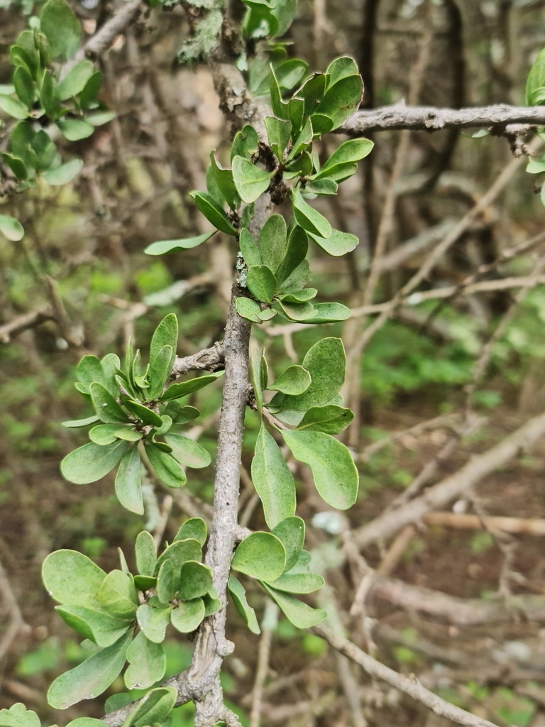 Puzzle Bush from Carletonville, 2499, South Africa on March 31, 2023 at ...