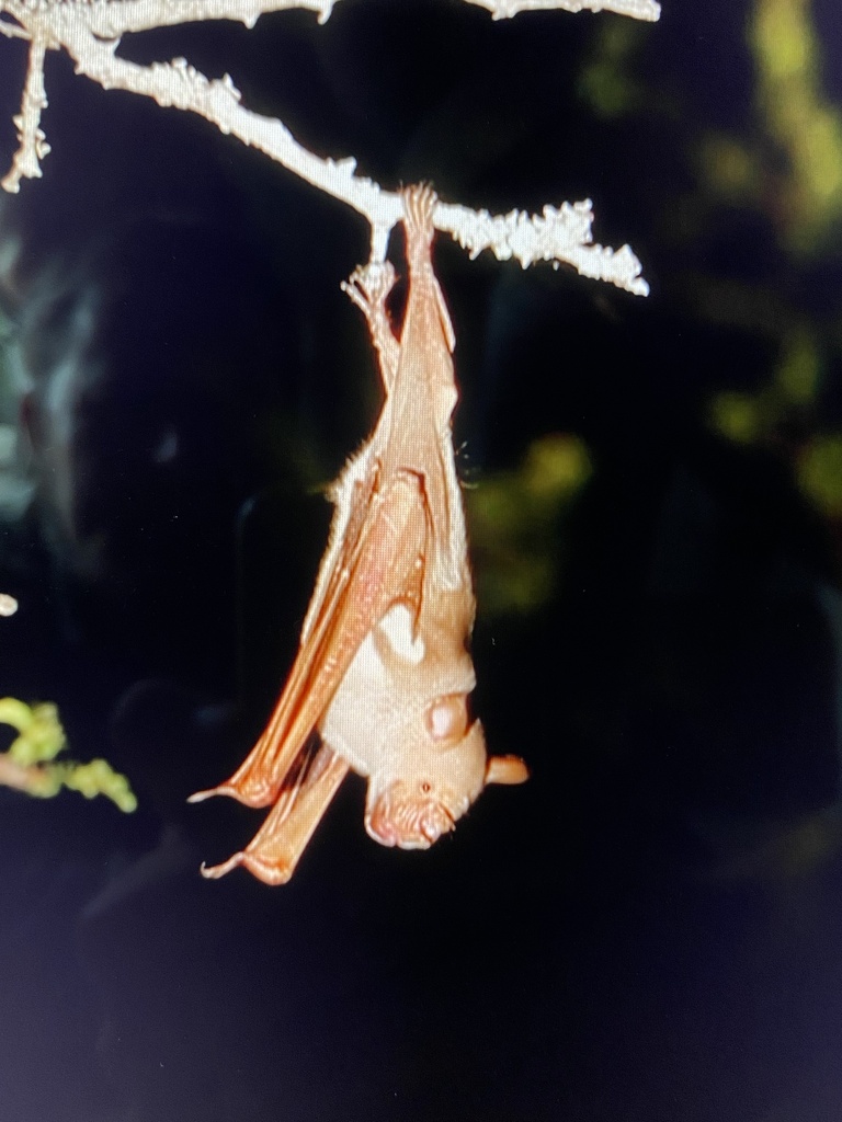 Striped leaf-nosed bat from Thornybush Game Reserve, Hoedspruit, LP, ZA ...