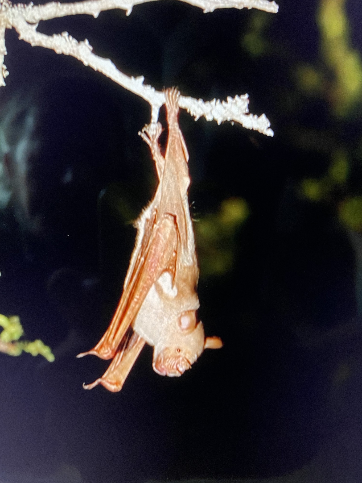 Macronycteris Gray, 1866