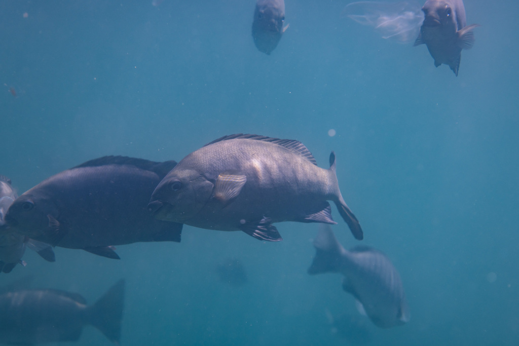 Luderick from Cabbage Tree Bay, AU-NS-MN, AU-NS, AU on March 31, 2023 ...