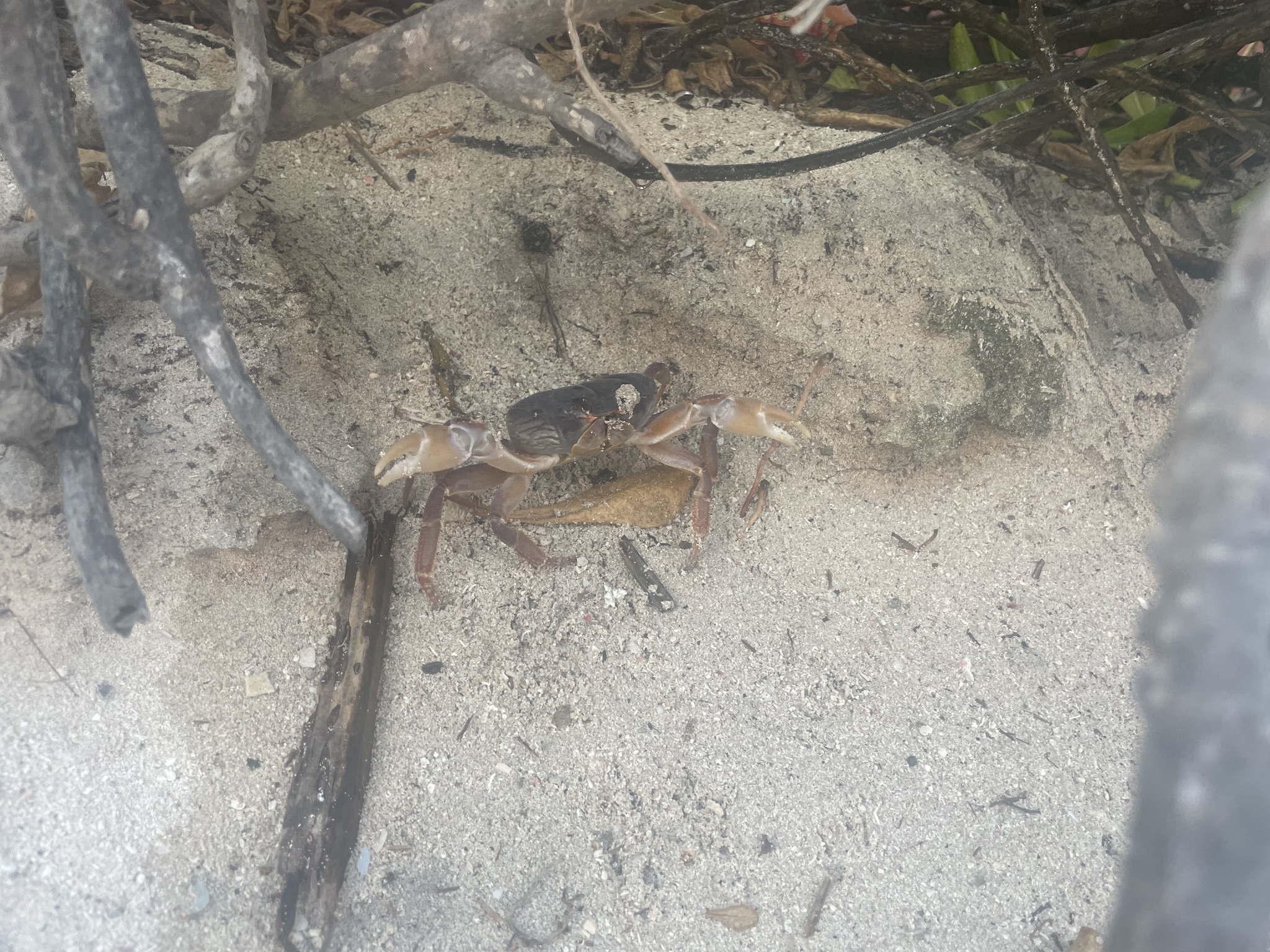 Gecarcinus ruricola (Linnaeus, 1758)