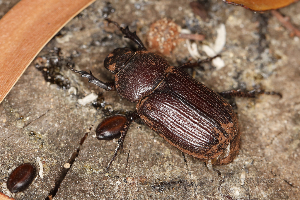 Scarabs from Shannon WA 6262, Australia on January 23, 2023 at 08:09 PM ...