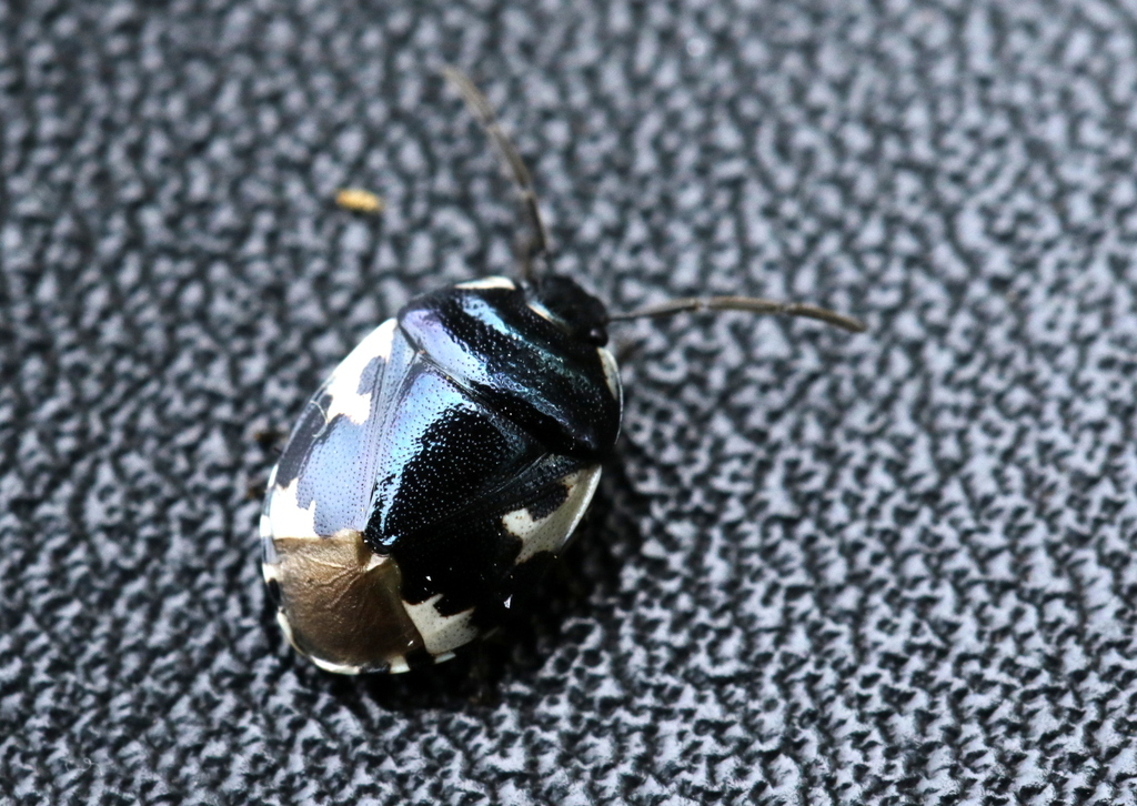 Pied shield bug from Tauragės r. sav., Lietuva on March 30, 2023 at 10: ...