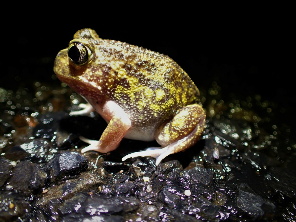 Desert Trilling Frog from Broadwater QLD 4380, Australia on 11 March ...