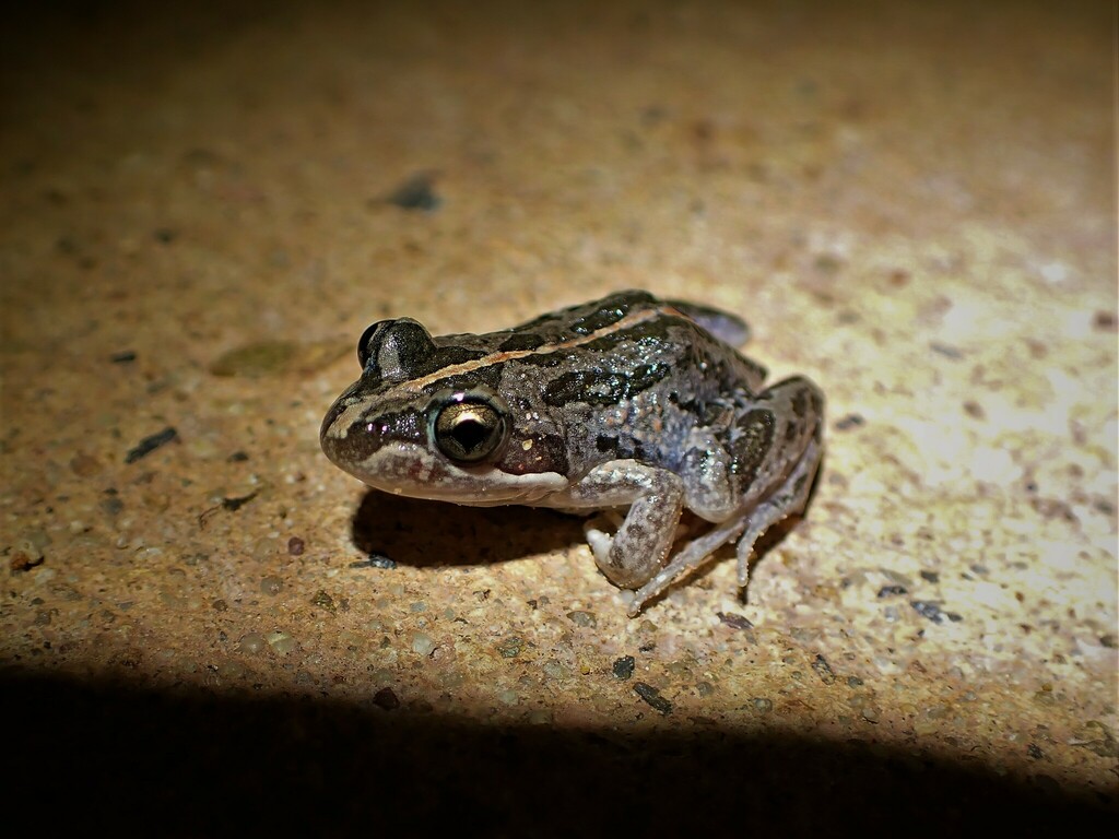 Spotted Marsh Frog from Yelarbon QLD 4388, Australia on March 12, 2023 ...