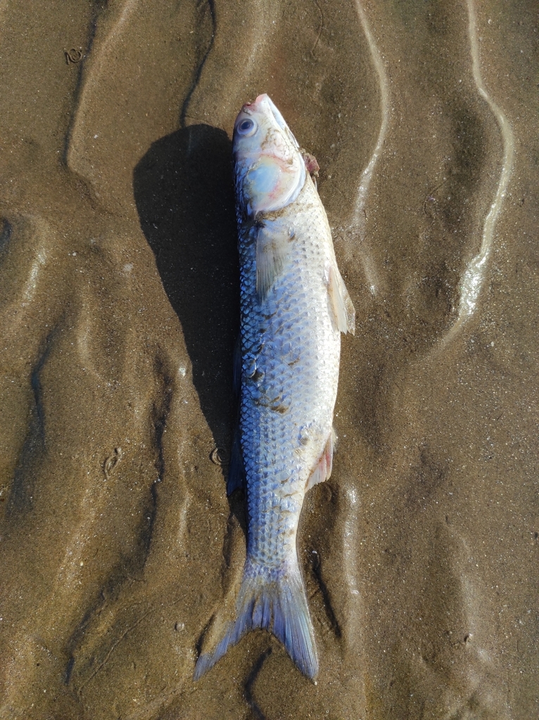 Sea Mullet from France on August 8, 2020 at 10:12 AM by Gaell Mainguy ...