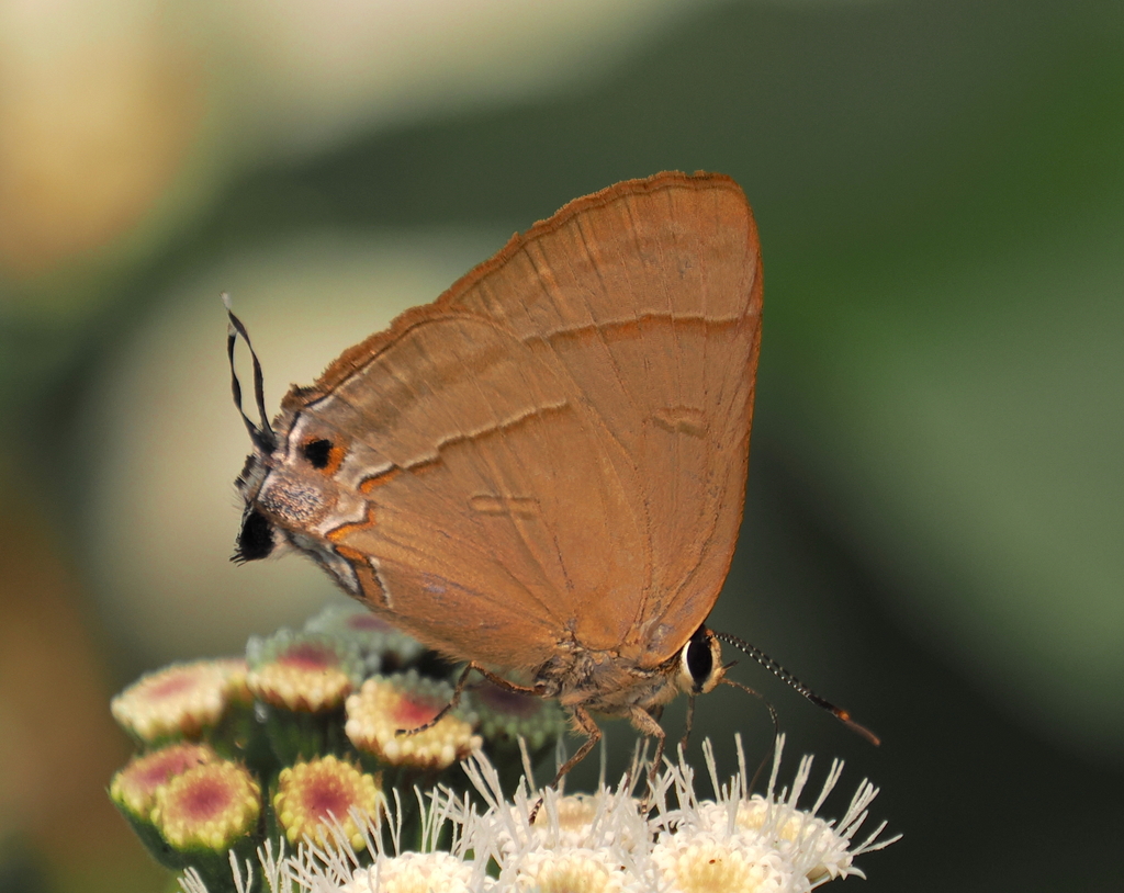 Himalayan Common Flash from Doi Pha Hom Pok !st Waterfall, Mae Ai ...