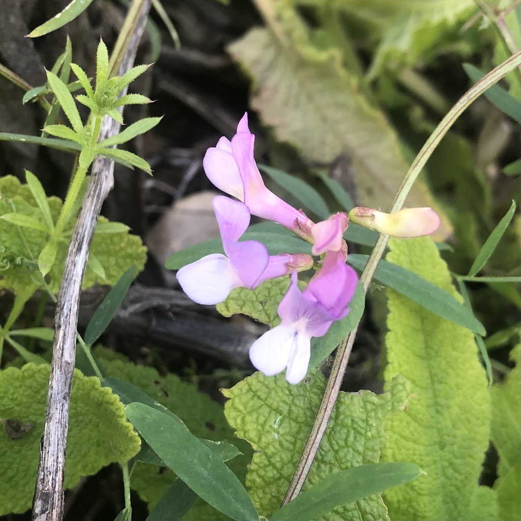 American vetch from Nicholas Flat Natural Preserve, Malibu, CA, US on ...