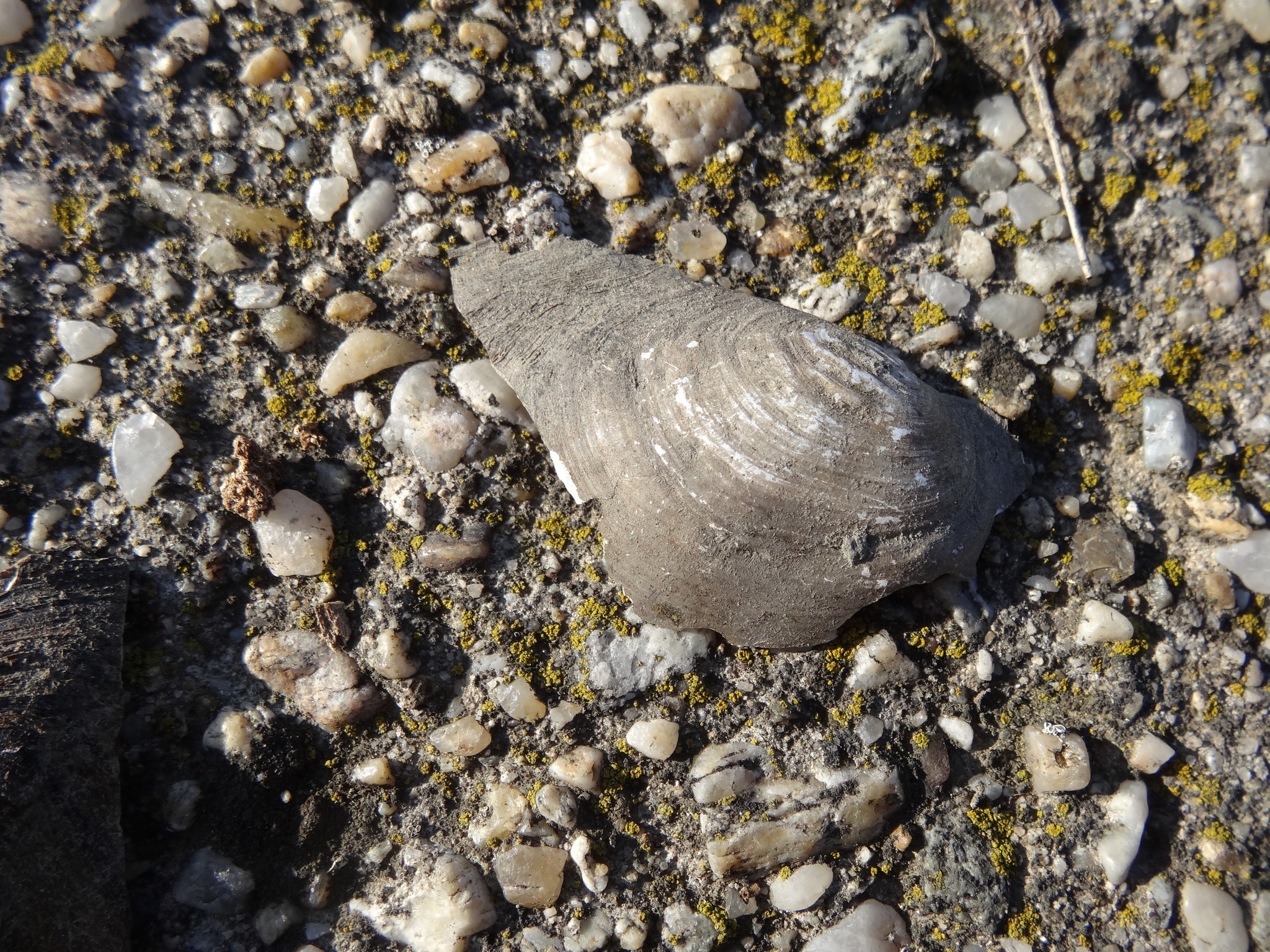 Sinanodonta woodiana (I.Lea, 1834)