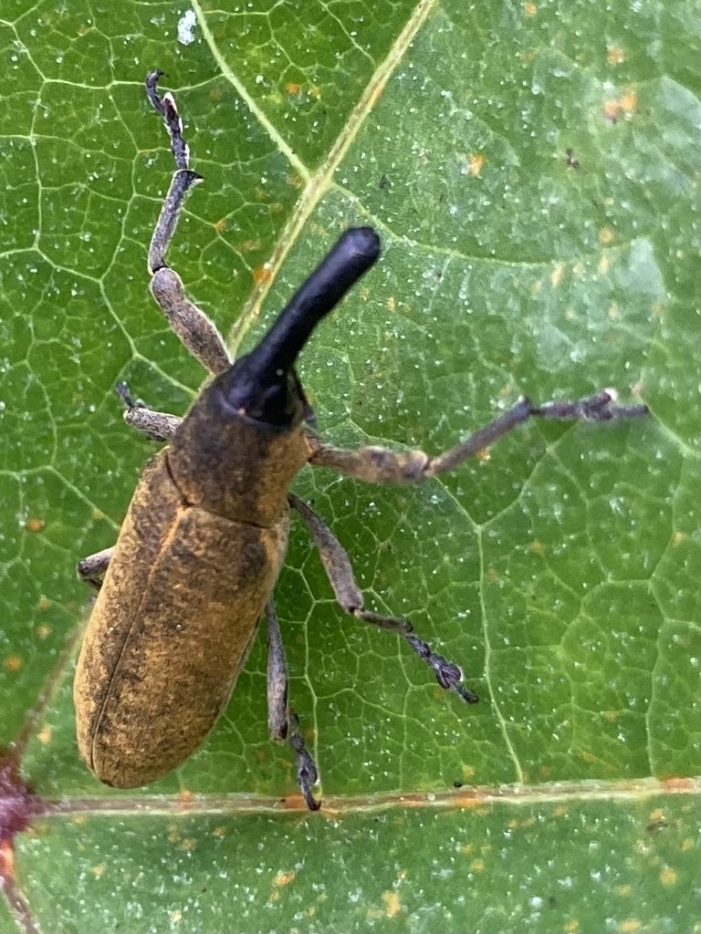 Elongated Bean Weevil from Parque Natural do Sudoeste Alentejano e ...