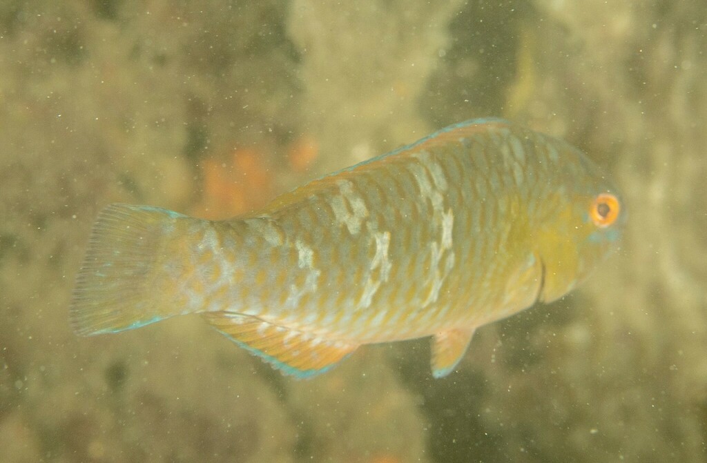 Blue-barred Parrotfish from Sydney NSW, Australia on March 31, 2023 by ...