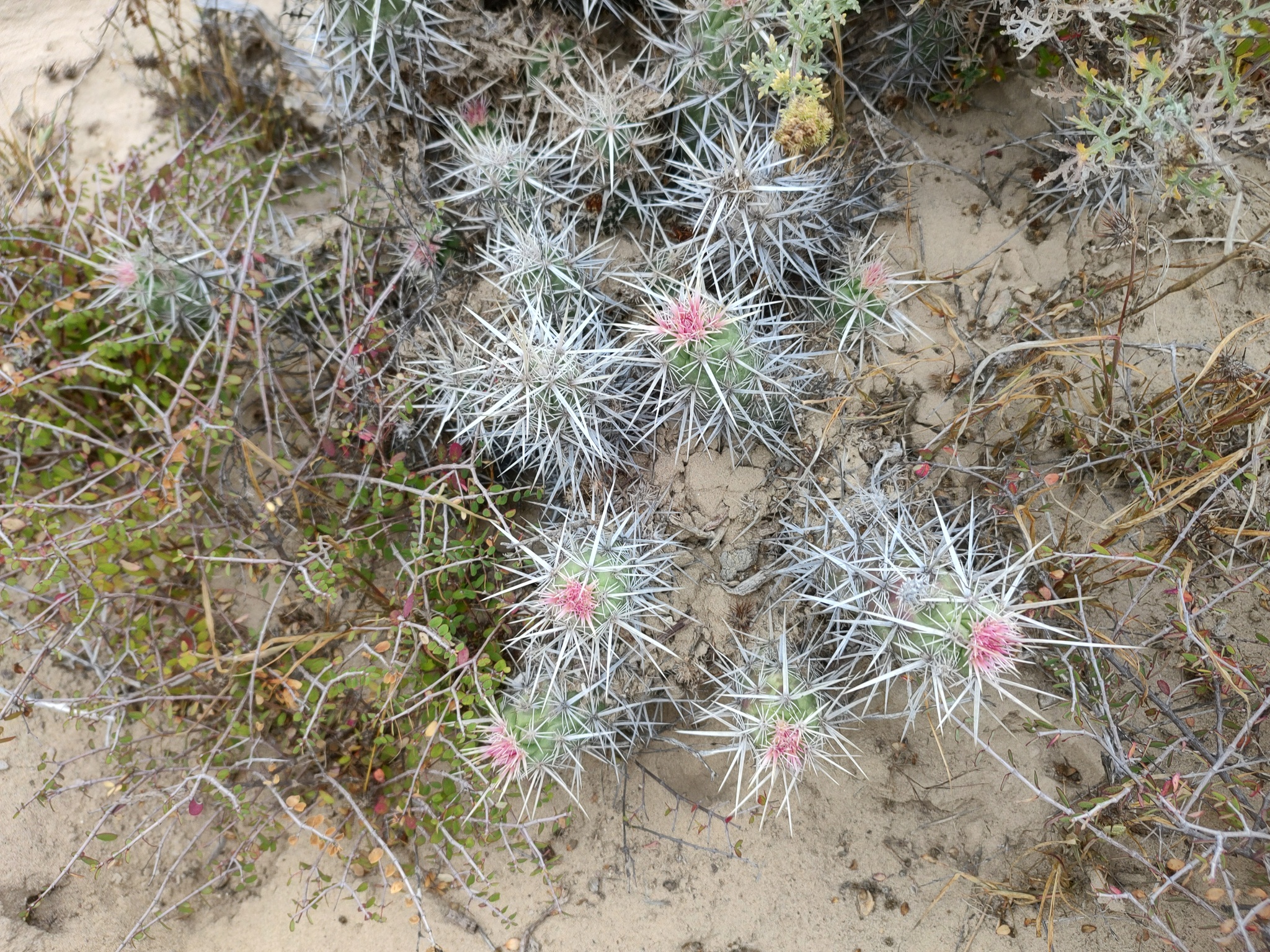 Grusonia invicta (Brandegee) E.F.Anderson