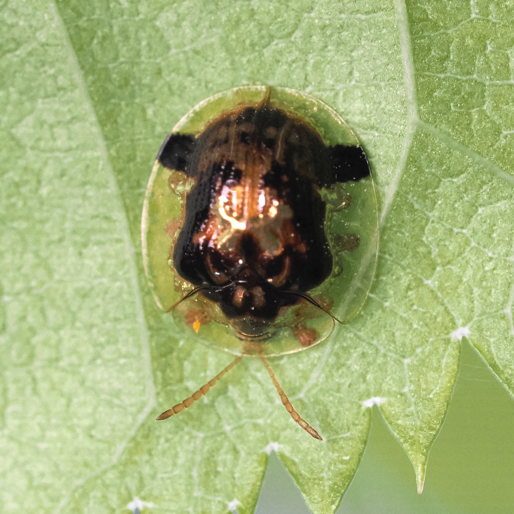 Cassida versicolor from Kamikanuki, Numazu, Shizuoka 410-0813, Japan on ...