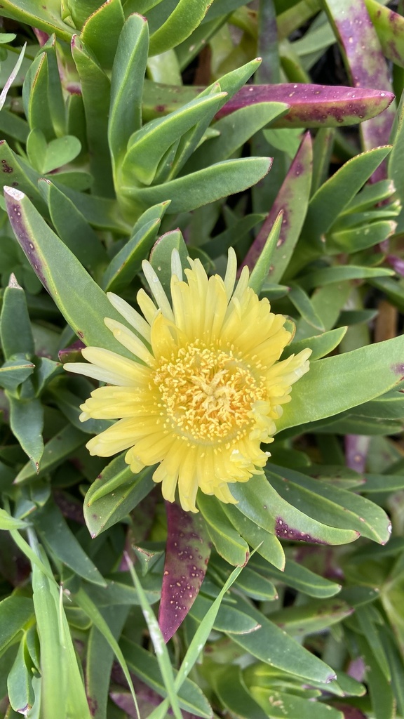 sea fig from Cabrillo College, Aptos, CA, US on March 30, 2023 at 03:38 ...