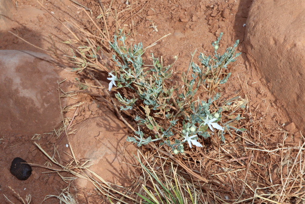 Grey Germander from Fowlers Gap NSW 2880, Australia on March 24, 2023 ...