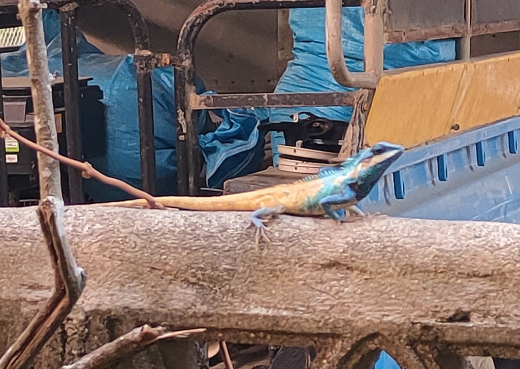 Siamese Blue Crested Lizard from 2V75+F5C, Umphang, Umphang District ...