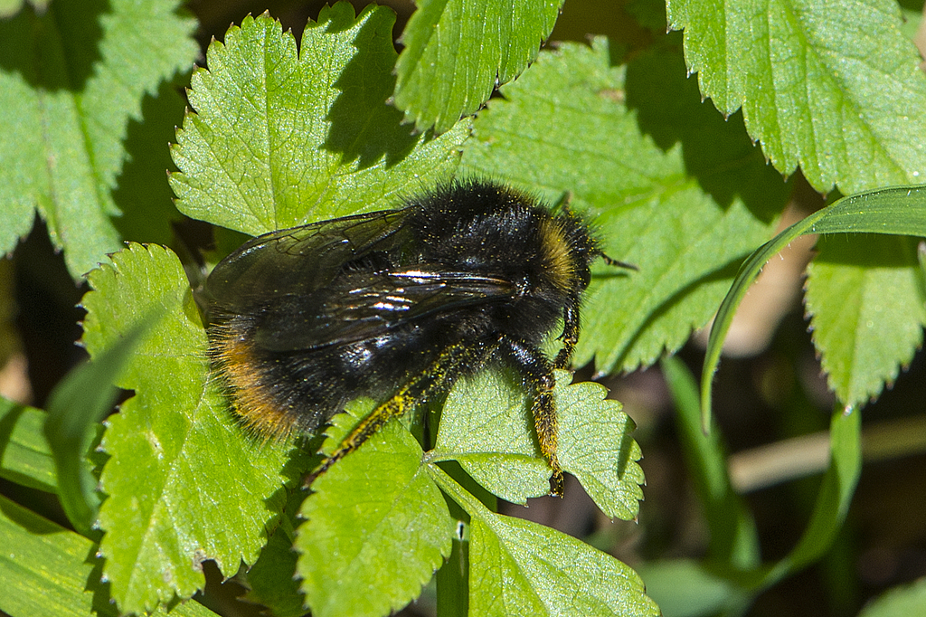 Early Bumble Bee from 4700 Næstved, Danmark on April 20, 2016 at 12:13 ...