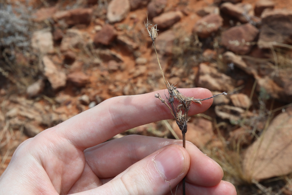 Australian Carrot from Fowlers Gap NSW 2880, Australia on March 24 ...