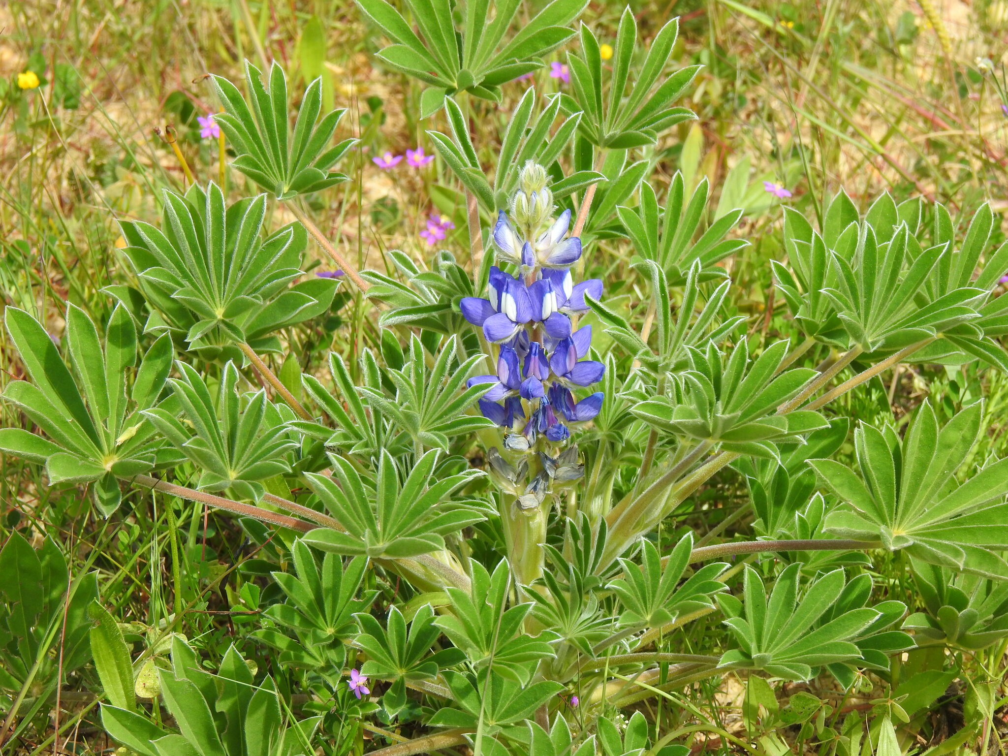 Lupinus cosentinii Guss.