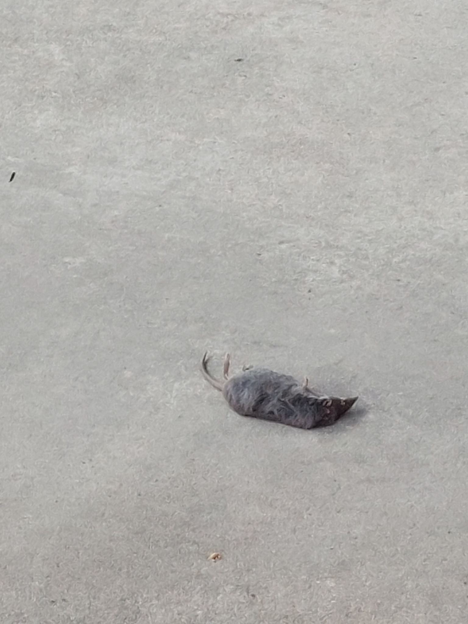Suncus murinus (Linnaeus, 1766)