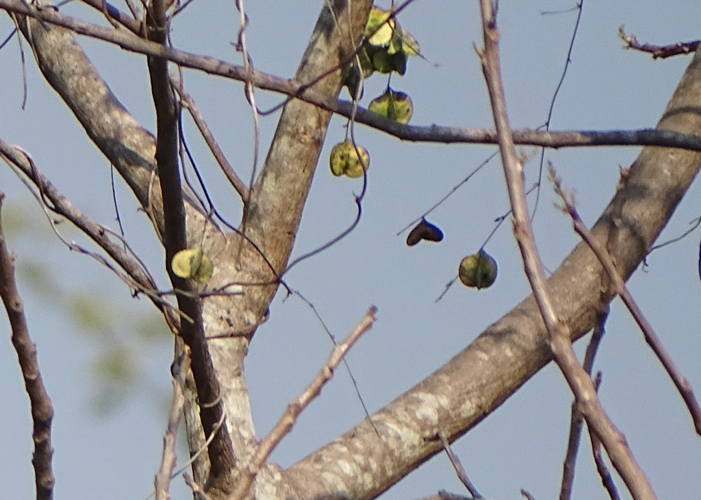 Arjun tree from 383Q+2VQ, HMT Colony, North Kalamassery, Kalamassery ...